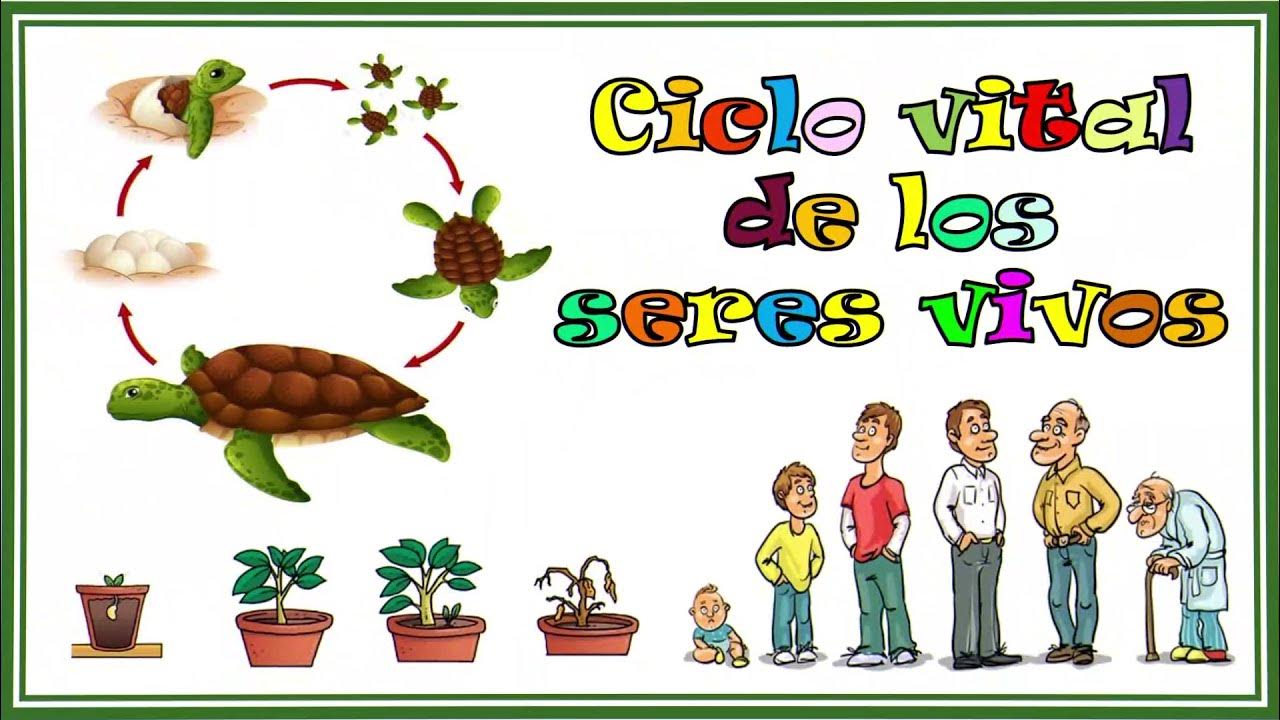 CICLO DE LA VIDA by ANGIE DANIELA SHIGUANGO HEREDIA on Prezi Video