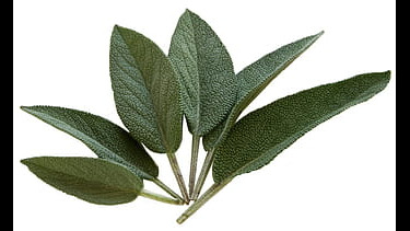 Sage Archetype by Samara Carmody on Prezi Video